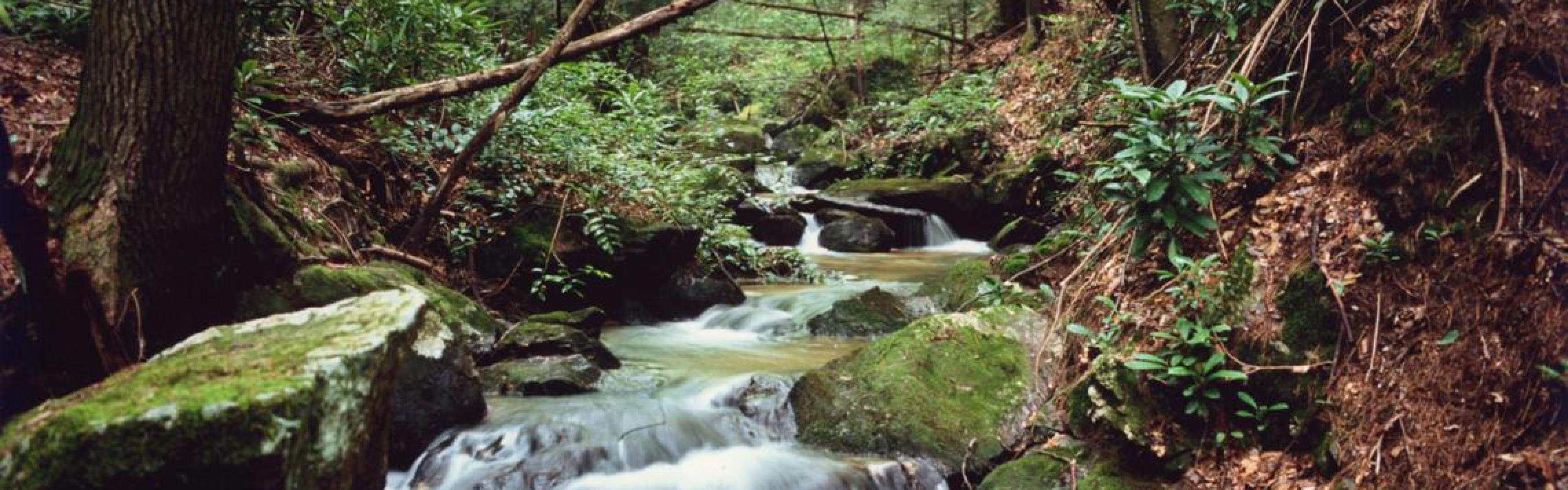 Mitigation Services | NC DEQ